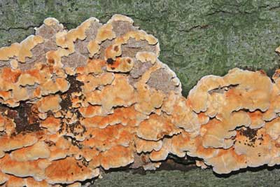 Buisjeszwammen - Hannie Wijers Paddenstoelen Brummen eo