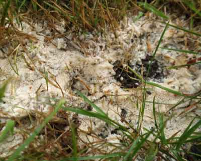 Buisjeszwammen - Hannie Wijers Paddenstoelen Brummen eo