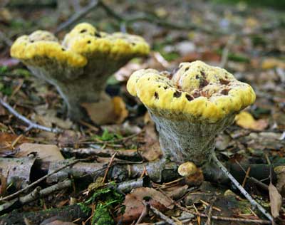 Buisjeszwammen - Hannie Wijers Paddenstoelen Brummen eo