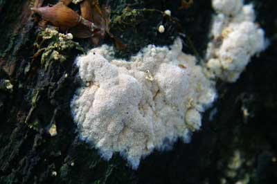Buisjeszwammen - Hannie Wijers Paddenstoelen Brummen eo
