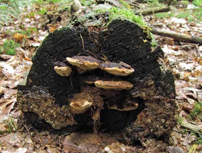 Buisjeszwammen - Hannie Wijers Paddenstoelen Brummen eo