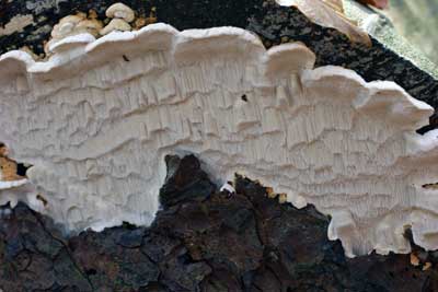 Kurkstrookzwam - Antrodia serialis - Hannie Wijers-Paddenstoelen Brummen