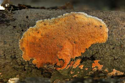 korstzwammen-Hannie Wijers-Paddenstoelen Brummen