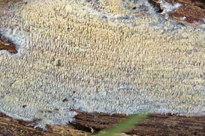 korstzwammen-Hannie Wijers-Paddenstoelen Brummen