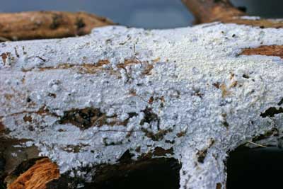 korstzwammen-Hannie Wijers-Paddenstoelen Brummen