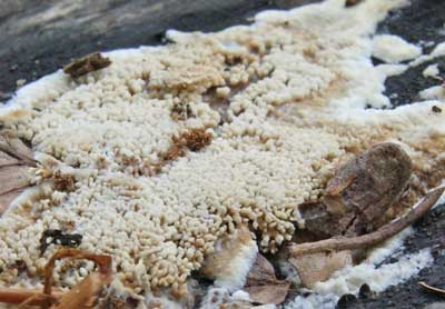korstzwammen-Hannie Wijers-Paddenstoelen Brummen