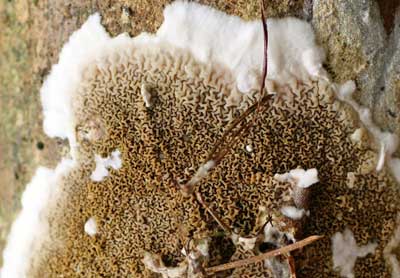 korstzwammen-Hannie Wijers-Paddenstoelen Brummen