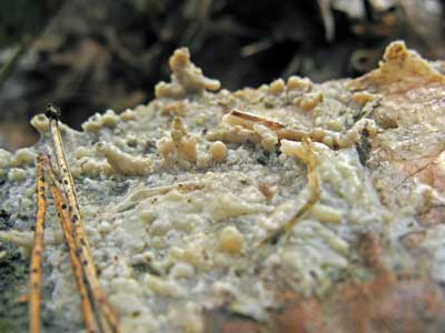 korstzwammen-Hannie Wijers-Paddenstoelen Brummen