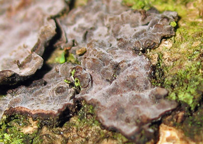 korstzwammen-Hannie Wijers-Paddenstoelen Brummen