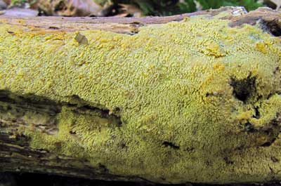 korstzwammen-Hannie Wijers-Paddenstoelen Brummen