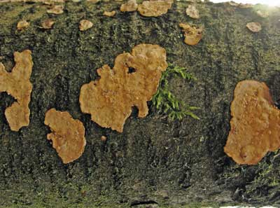 korstzwammen-Hannie Wijers-Paddenstoelen Brummen