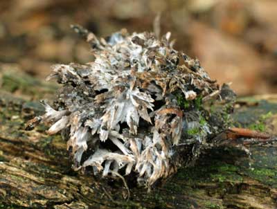 korstzwammen-Hannie Wijers-Paddenstoelen Brummen