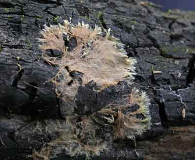 korstzwammen-Hannie Wijers-Paddenstoelen Brummen