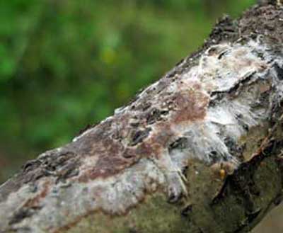 korstzwammen-Hannie Wijers-Paddenstoelen Brummen