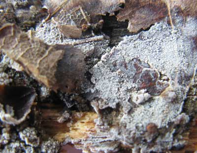 korstzwammen-Hannie Wijers-Paddenstoelen Brummen