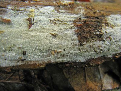 korstzwammen-Hannie Wijers-Paddenstoelen Brummen