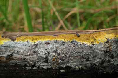 korstzwammen-Hannie Wijers-Paddenstoelen Brummen