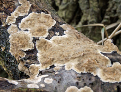 korstzwammen-Hannie Wijers-Paddenstoelen Brummen