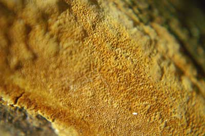 korstzwammen-Hannie Wijers-Paddenstoelen Brummen