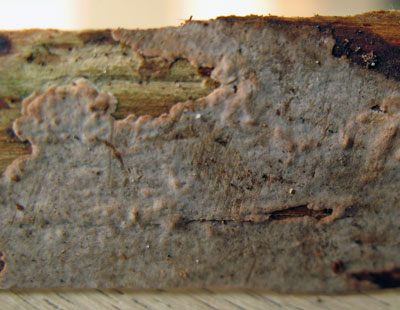 korstzwammen-Hannie Wijers-Paddenstoelen Brummen