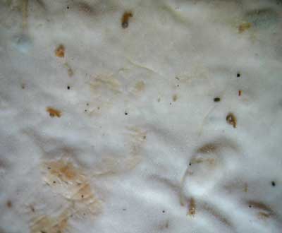 korstzwammen-Hannie Wijers-Paddenstoelen Brummen