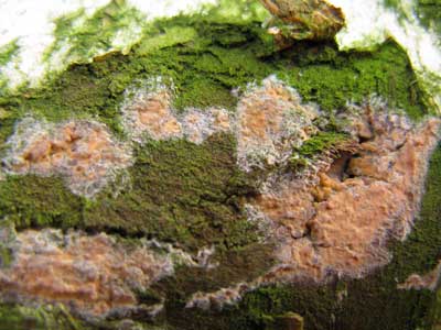 korstzwammen-Hannie Wijers-Paddenstoelen Brummen