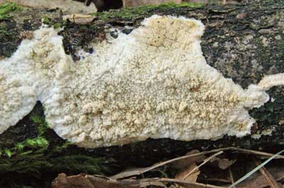 korstzwammen-Hannie Wijers-Paddenstoelen Brummen