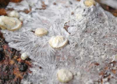 korstzwammen-Hannie Wijers-Paddenstoelen Brummen