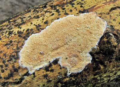 korstzwammen-Hannie Wijers-Paddenstoelen Brummen