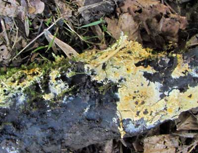 korstzwammen-Hannie Wijers-Paddenstoelen Brummen