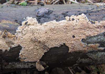 korstzwammen-Hannie Wijers-Paddenstoelen Brummen
