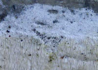 korstzwammen-Hannie Wijers-Paddenstoelen Brummen