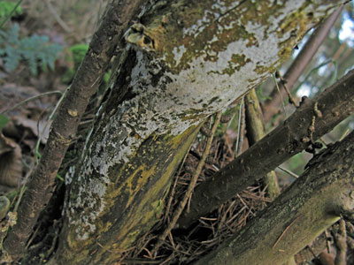 korstzwammen-Hannie Wijers-Paddenstoelen Brummen
