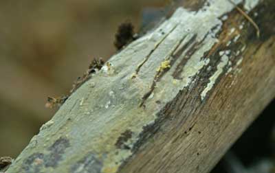 korstzwammen-Hannie Wijers-Paddenstoelen Brummen