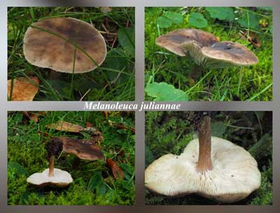 nieuwe vondsten Hannie Wijers-Paddenstoelen Brummen